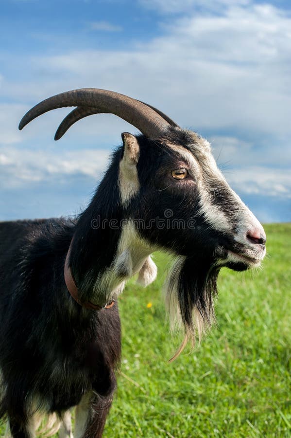 Head of a Goat Staring into the Frame, Pets Stock Photo - Image of ...