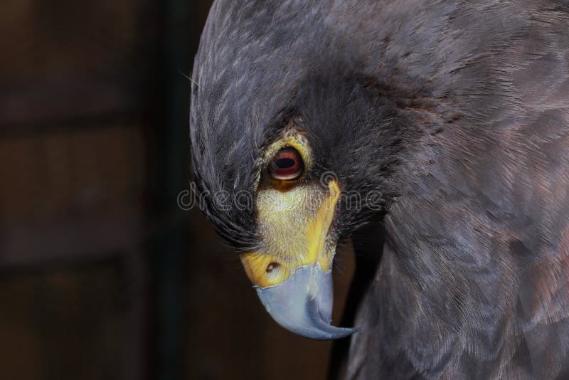 Portrait of the Head of a Harris Falcon. Stock Image - Image of falcon ...