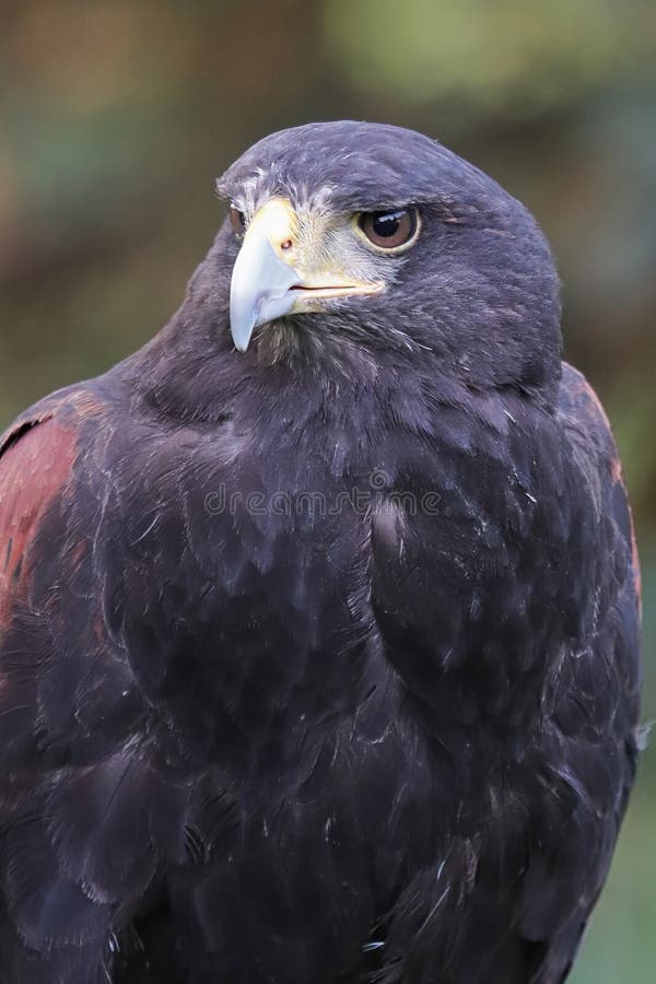 Portrait of the Head of a Harris S Hawk Stock Image - Image of brown ...