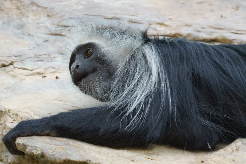 Portrait of the Head of a King Colobus Monkey Stock Photo - Image of ...