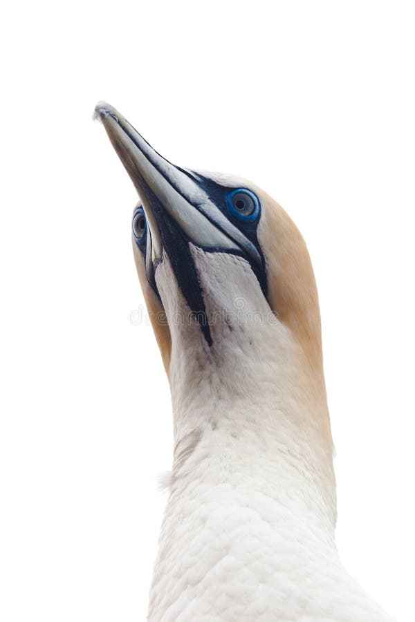 Portrait Head-shot of Gannet Isolated on White Stock Image - Image of ...