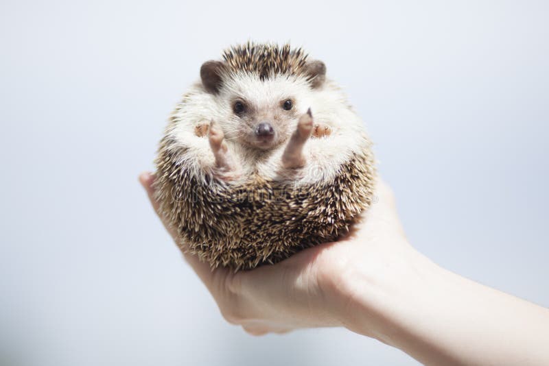 Cute hedgehog in hand stock photo. Image of cute, hand - 35436362