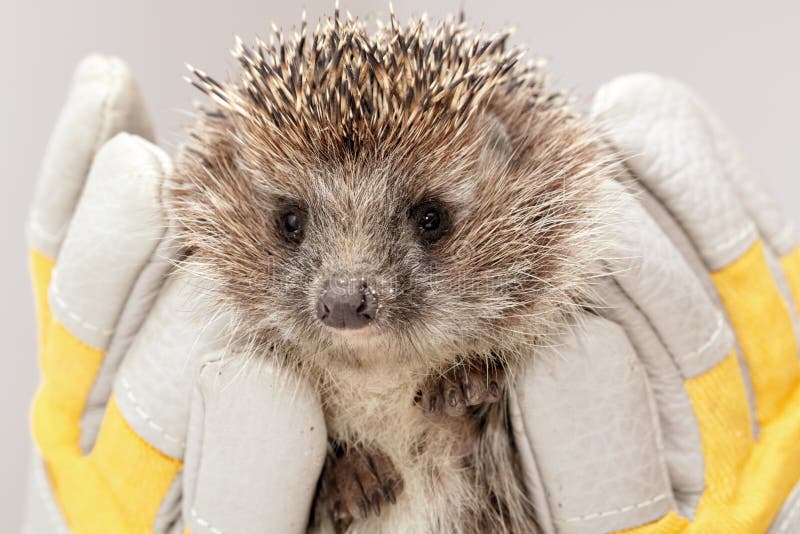 Portrait of a Hedgehog in the Hands Stock Image - Image of animal ...
