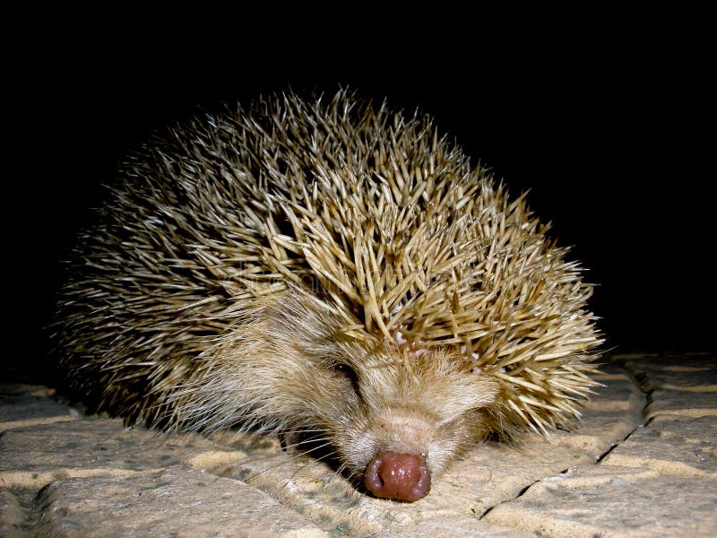Portrait of a hedgehog stock photo. Image of portrait - 64754142