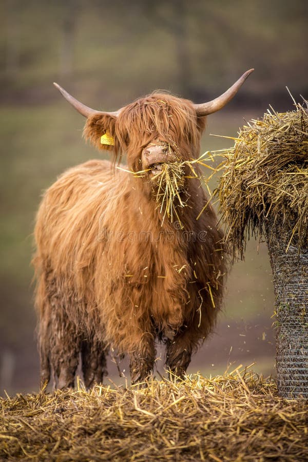 Portrait of a Heifer Cow from Scotland Stock Photo - Image of meadow ...