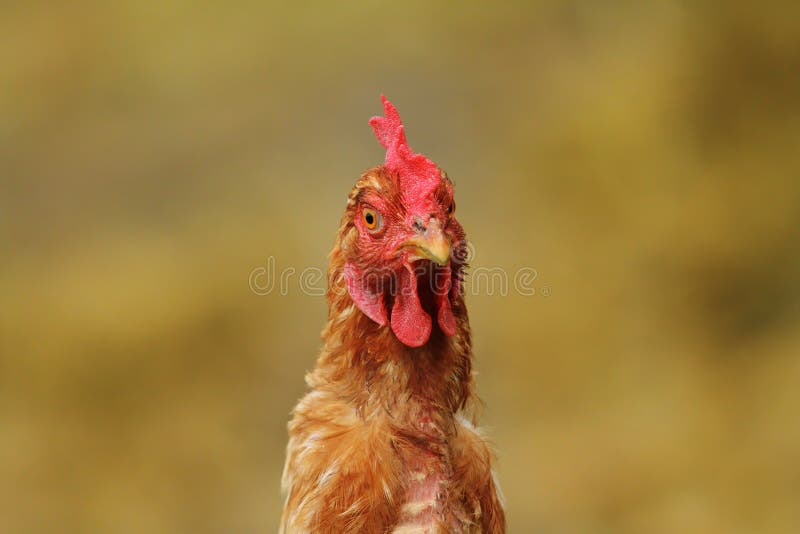 Portrait of hen stock image. Image of look, feather, nature - 54854317