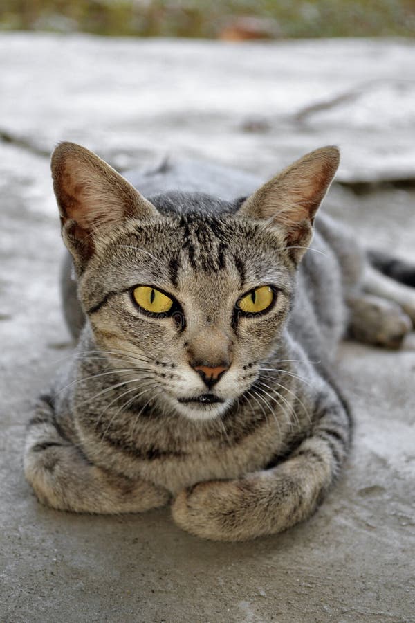 Portrait of Her Majesty the Cat Stock Photo - Image of good, furry ...