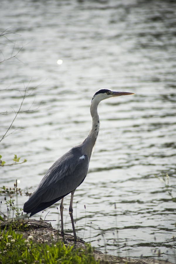 Heron Standing in Border Water Stock Photo - Image of blue, india ...