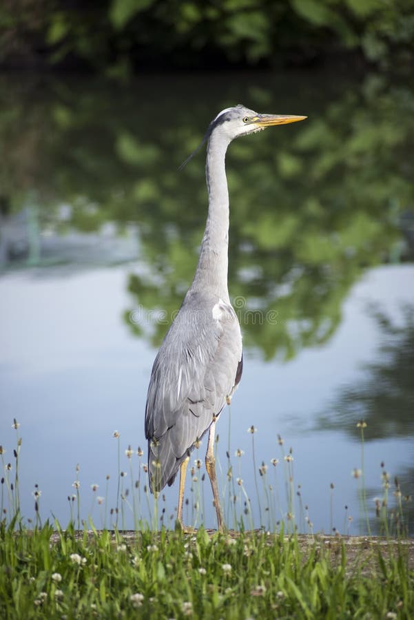 Heron Standing in Border Water in the City with Reflect Stock Photo ...
