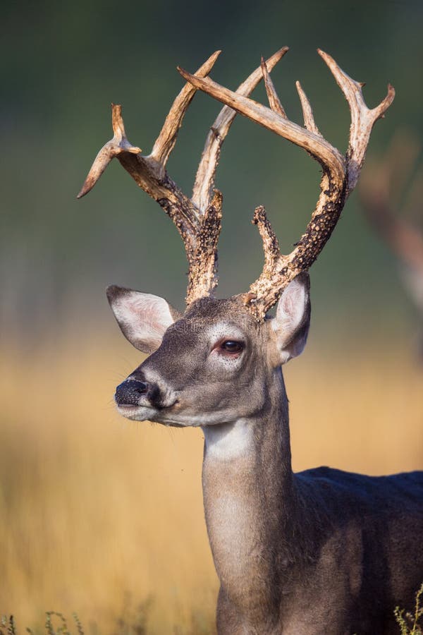 Portrait of High Rack Whitetail Buck Stock Photo - Image of tall, bucks ...