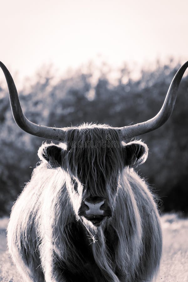 Portrait of a Highlander Cow in Black and White. in the Fields of ...