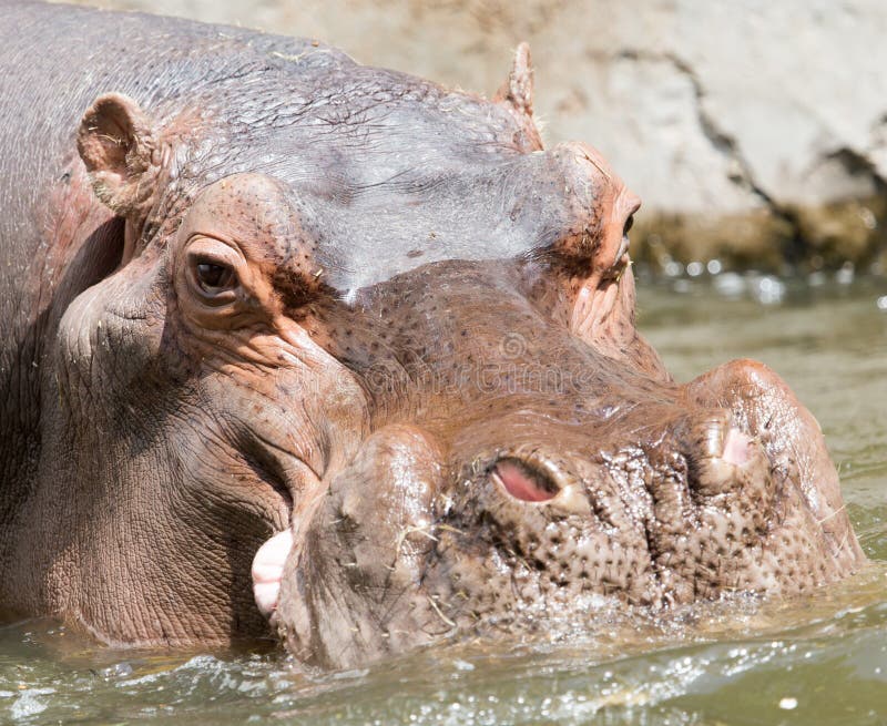 A small hippo stock photo. Image of swamp, mammal, rare - 107605198