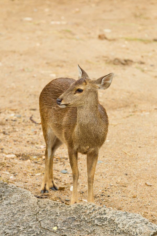 Patagonian hare stock image. Image of mammal, forest, woods - 4644951