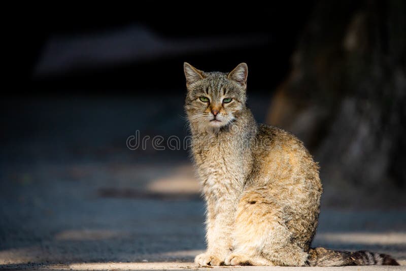 Portrait of Homeless Cat with Expressive Look and Emotion Face Stock ...