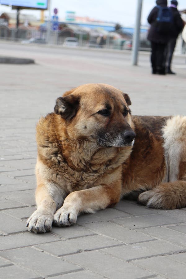 Portrait of a homeless dog stock image. Image of puppy - 271445763