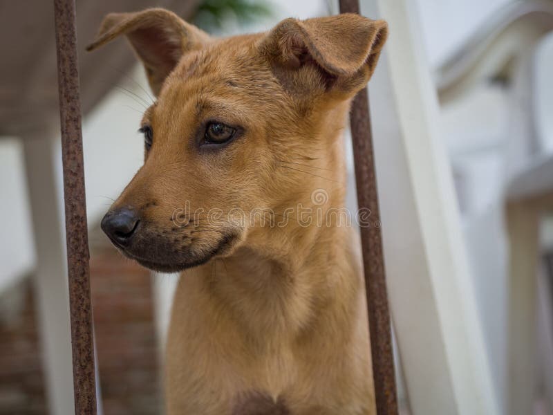 Portrait of Homeless Dog in Animal Shelter Cage. Homeless Dog Waiting ...