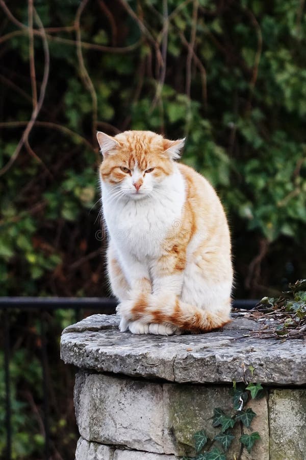 Portrait of a Homeless Ginger Cat in the Park Stock Image - Image of ...