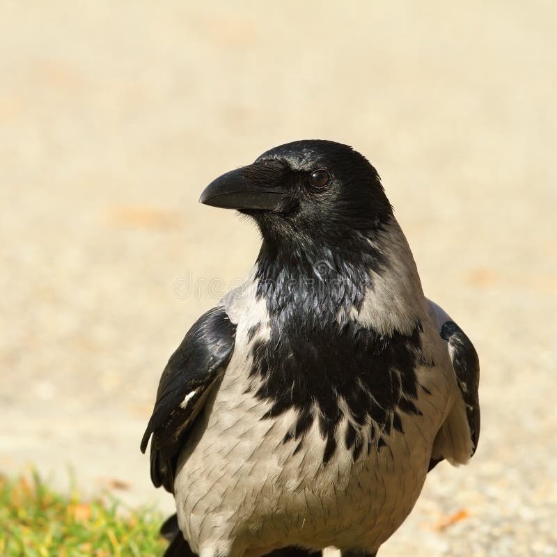 Portrait Of A Gray European Crow Stock Image - Image of birdwatching ...