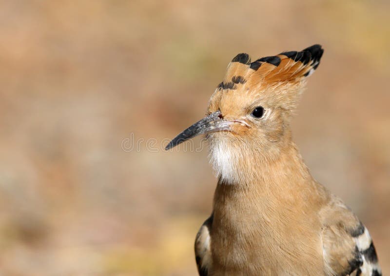 Portrait of Hoopoe stock photo. Image of fauna, segmented - 87985424