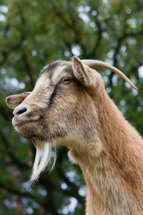 Portrait of a horned Goat. stock image. Image of kinder - 11538111