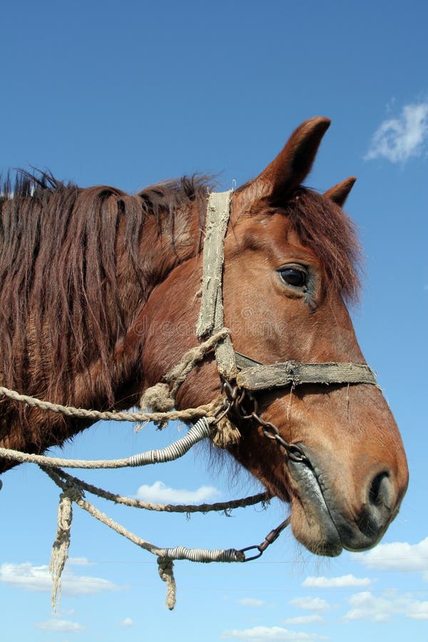 Workhorse stock image. Image of tree, horse, ranch, workhorse - 980113