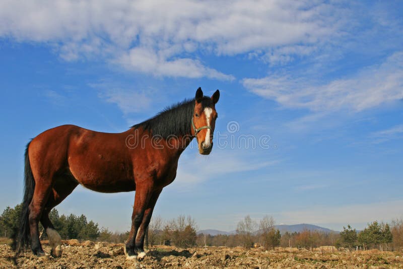 Wild Open Range Horse stock image. Image of desert, animal - 16641947