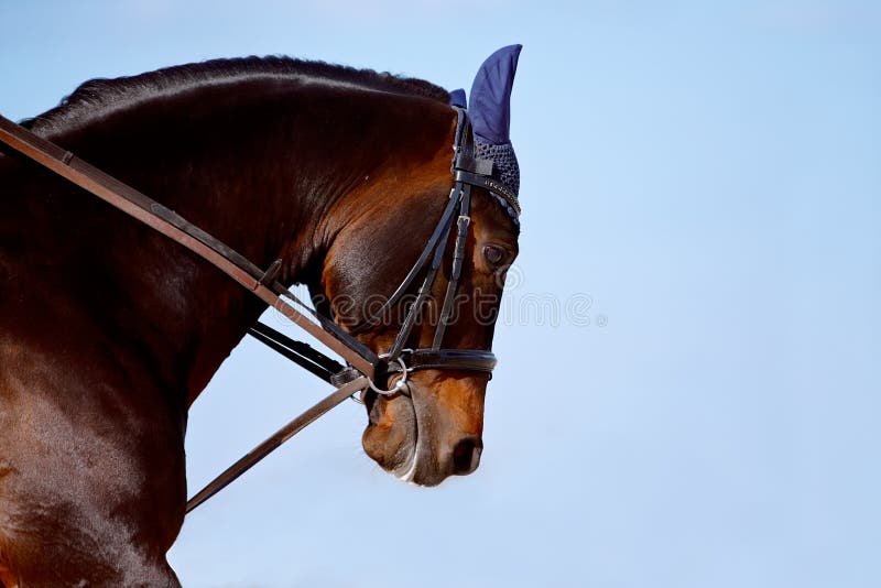 Portrait of a Horse in a Bridle Stock Photo - Image of harness ...