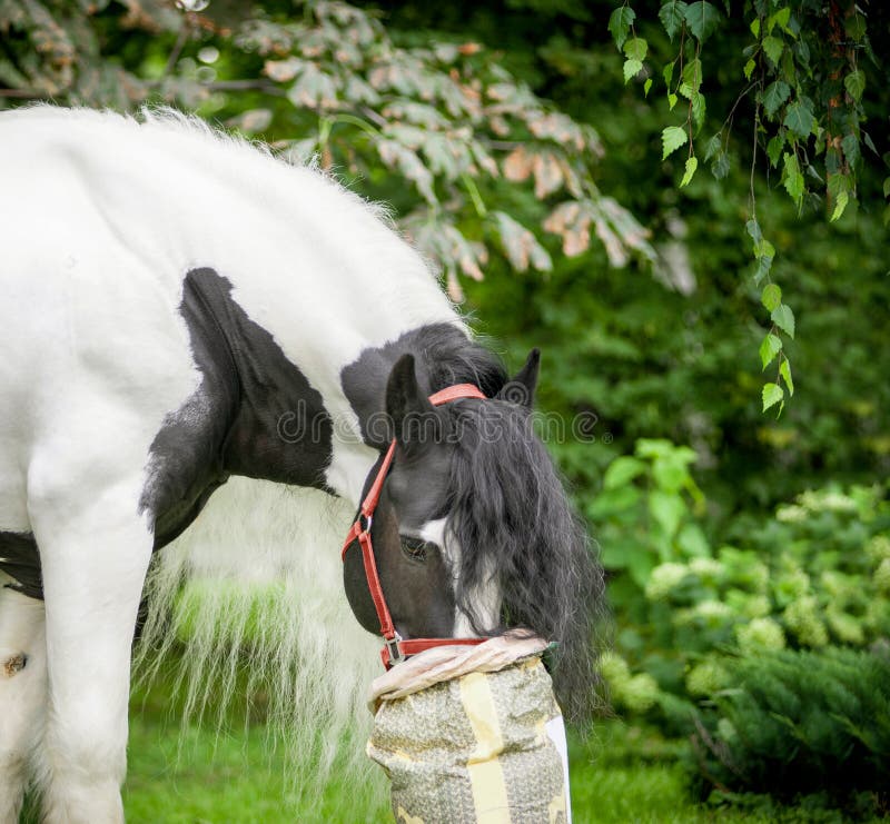Tinker horse running stock image. Image of outside, pasture - 42829969