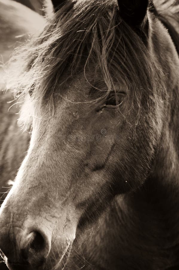 Portrait of horse head stock photo. Image of wild, westphalia - 46657166