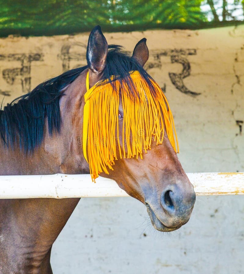 Portrait of Horse with Orange Stock Image - Image of decoration, nose ...