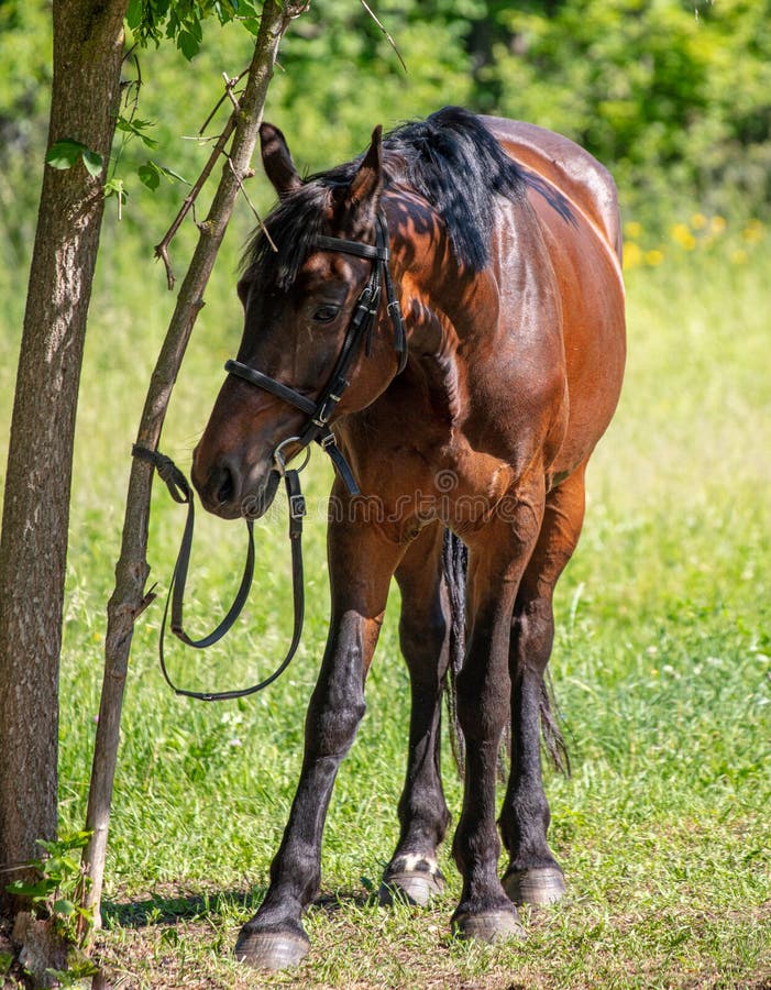 Portrait of a Horse in the Park. Stock Photo - Image of face, calm ...