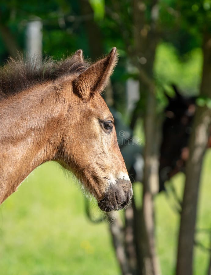 Portrait of a Horse in the Park. Stock Photo - Image of brown, nature ...