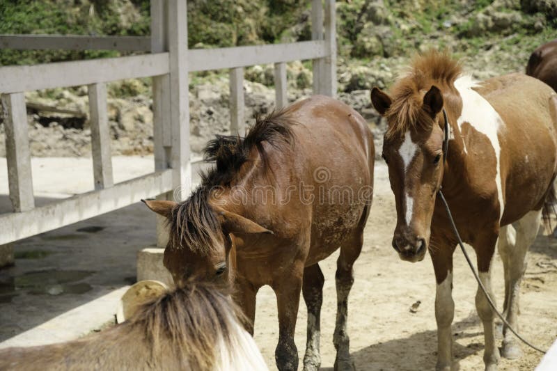 Portrait of Horse in the Ranch Stock Image - Image of grass, landscape ...