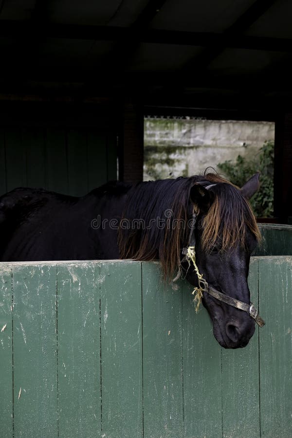 Portrait of Horse in the Ranch Stock Photo - Image of freedom, face ...