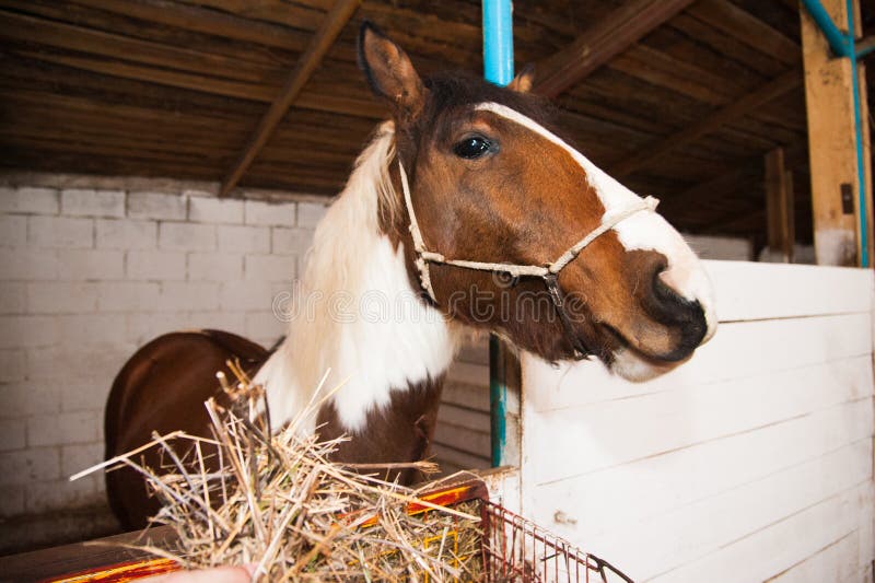 Horse in the stable stock image. Image of white, equestrian - 117498825