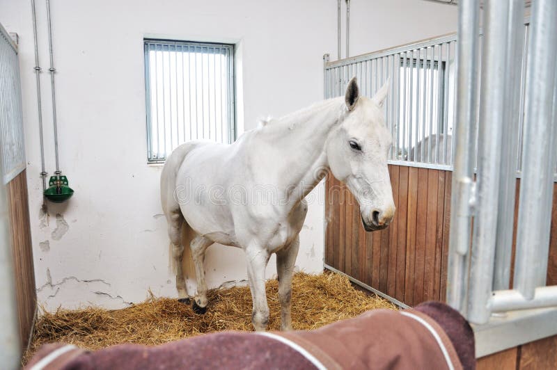A Portrait of Horse in Stable Behind Cage Stock Image - Image of equine ...