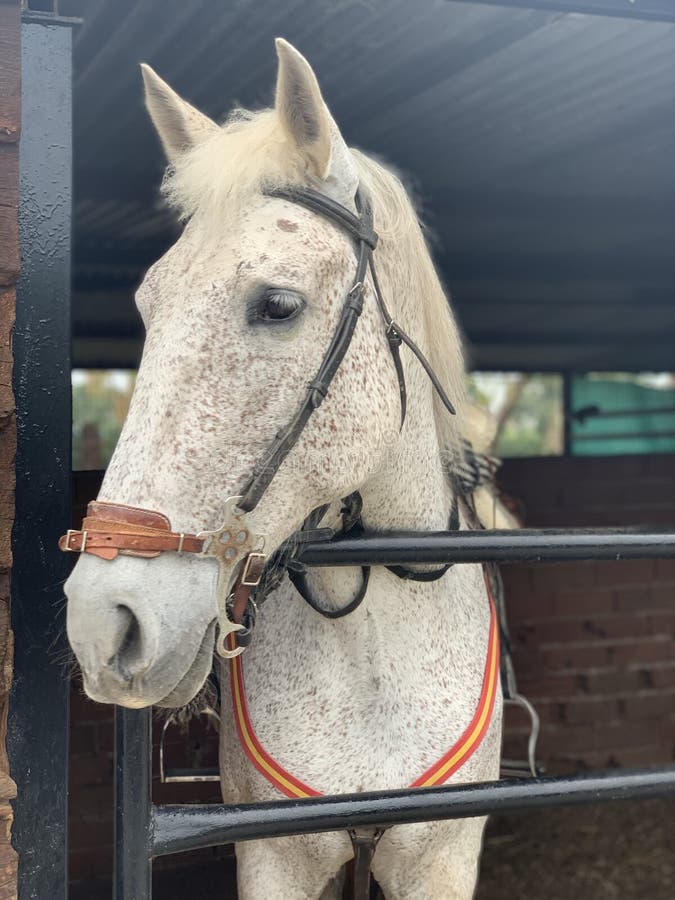 A Portrait of a Horse Standing in the Stable Stock Image - Image of ...