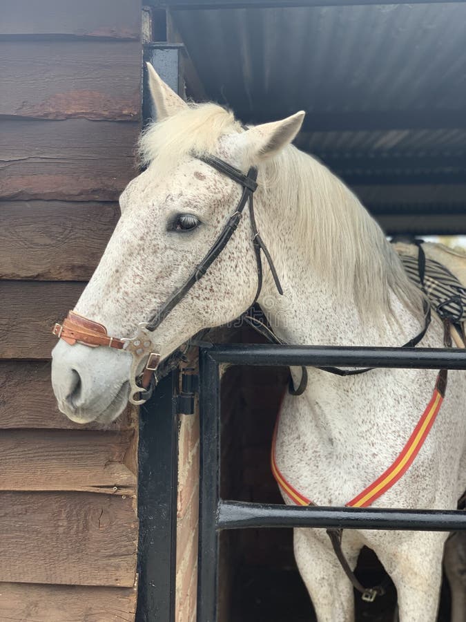 A Portrait of a Horse Standing in the Stable Stock Image - Image of ...
