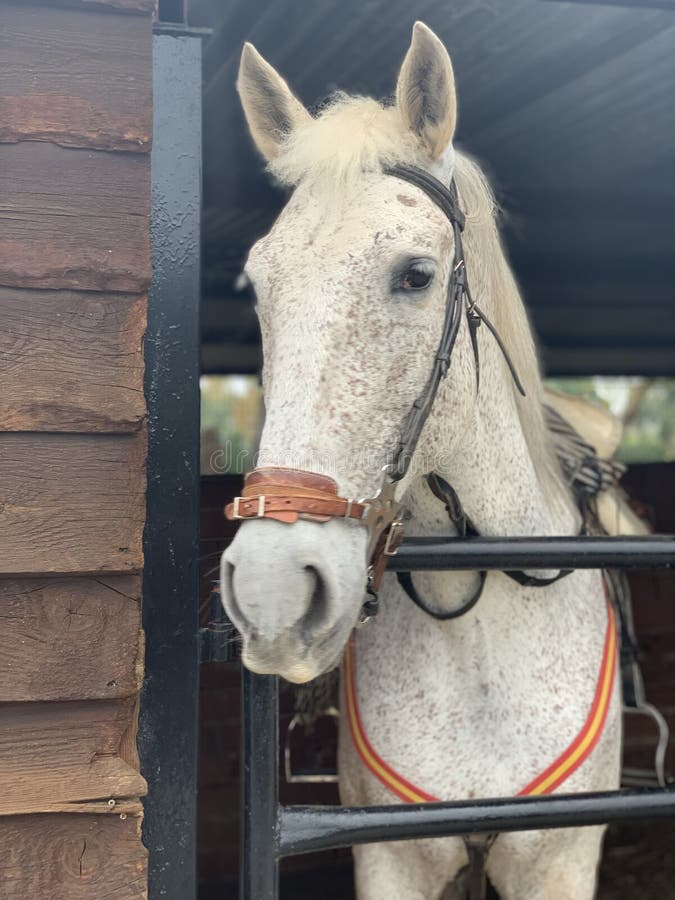 A Portrait of a Horse Standing in the Stable Stock Photo - Image of ...