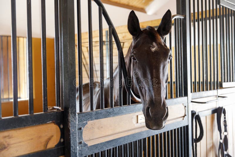 Portrait of a Horse Standing in a Stall. Stock Image - Image of ...