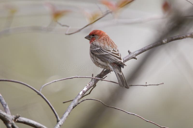 Portrait of House Finch Bird Stock Photo - Image of nature, side: 2629452
