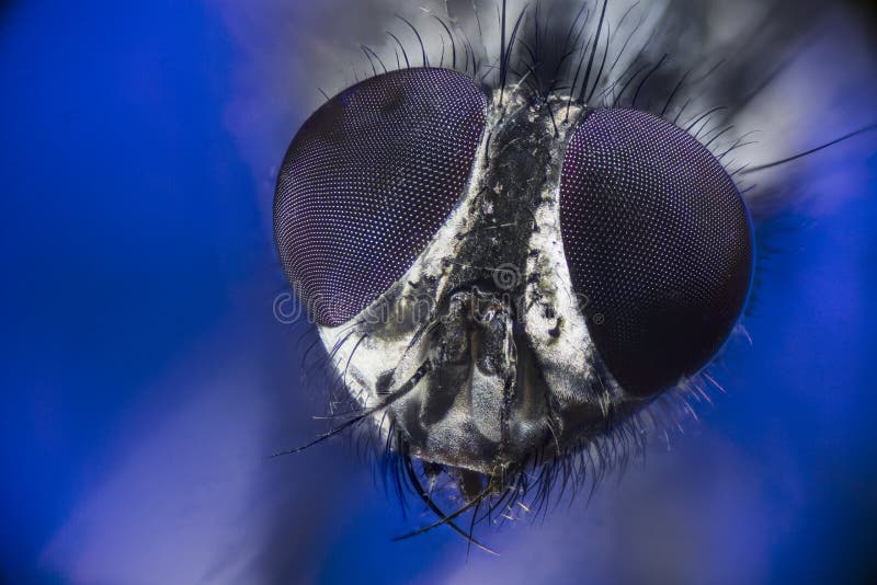 Portrait of Housefly on a Blue Background Stock Image - Image of close ...