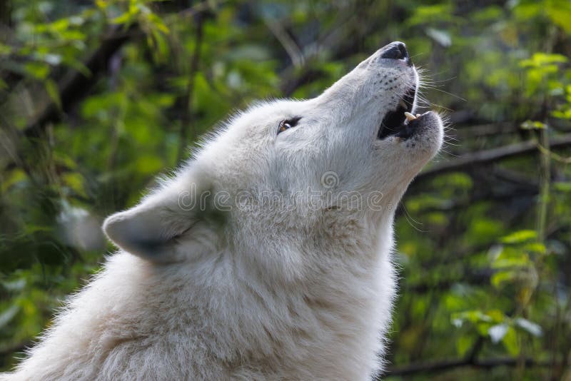 Portrait of a Howling White Wolf Stock Photo - Image of grass, lupus ...