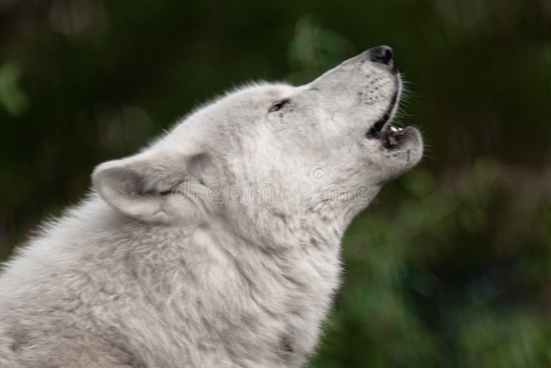 Portrait of a howling wolf stock image. Image of forest - 188143167