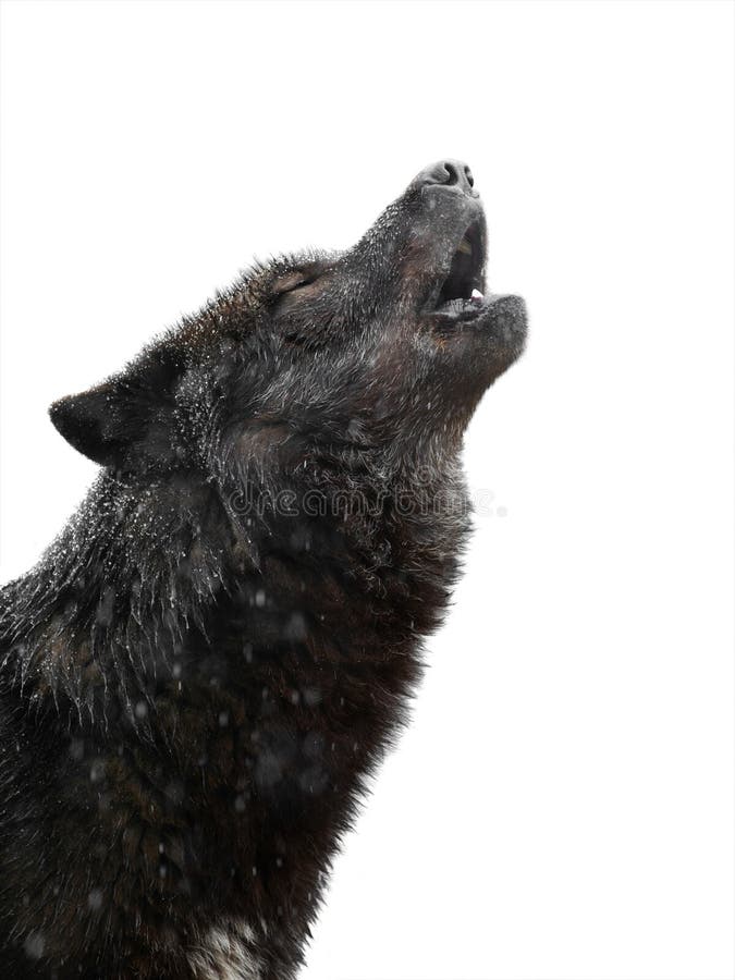 1+ Howl isolated wolf Free Stock Photos - StockFreeImages