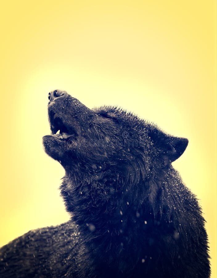 Black Wolf Howling Wallpaper Hd