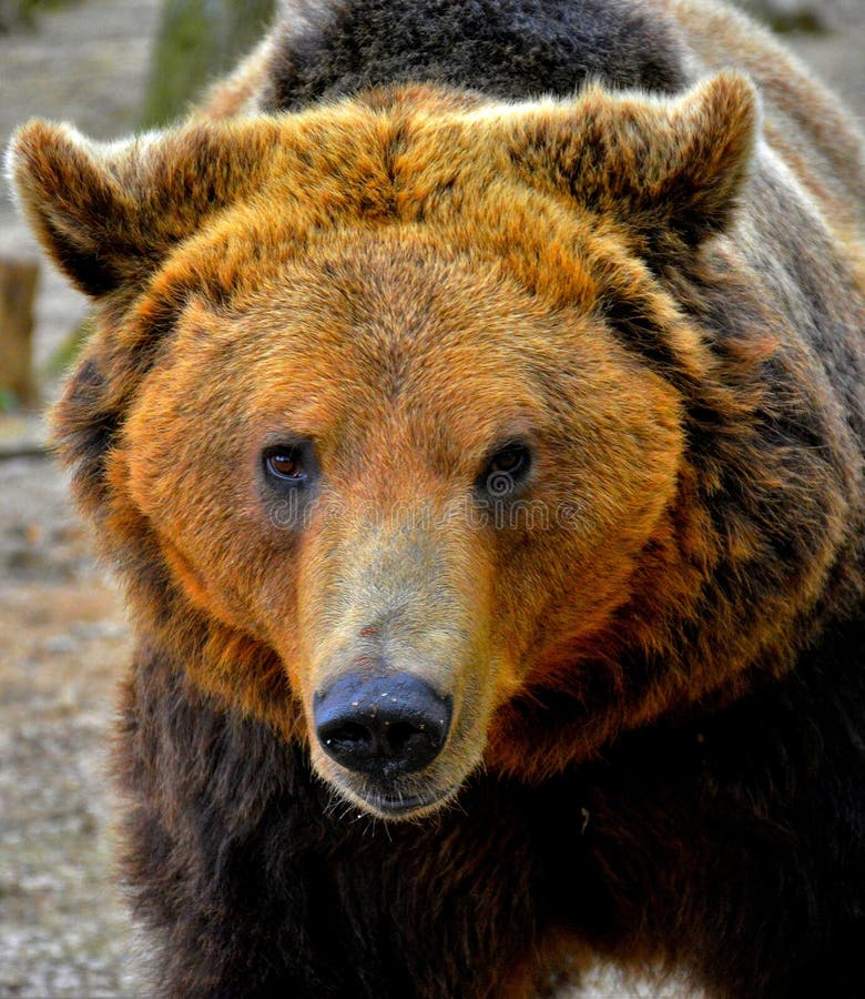 Portrait of a Huge Bear Staring Stock Photo - Image of black, color ...