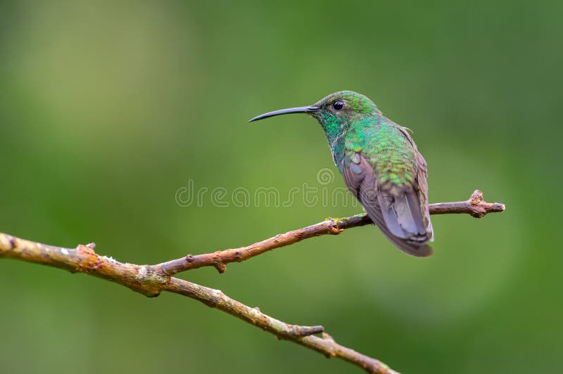 Portrait of a Hummingbird from Behind while Looking Curiously from a ...