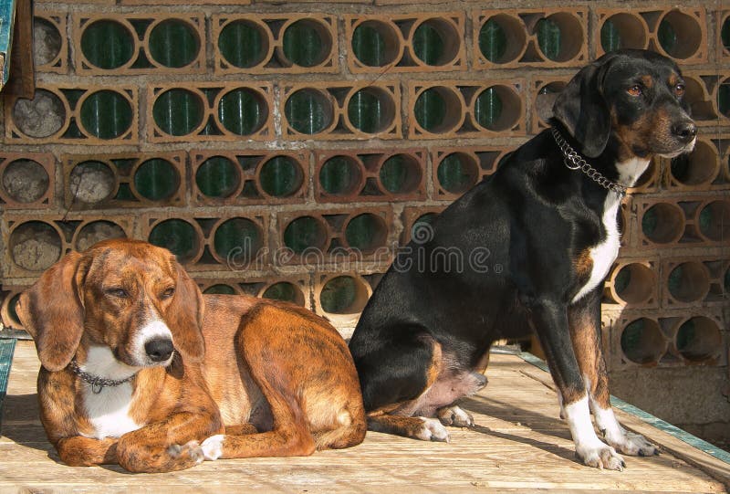 Portrait of hunting dogs stock photo. Image of sitting - 79933074