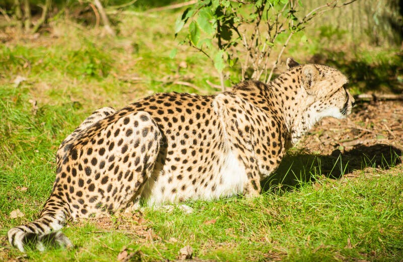 Hunting leopard stock photo. Image of hunt, scene, outdoor - 30157022